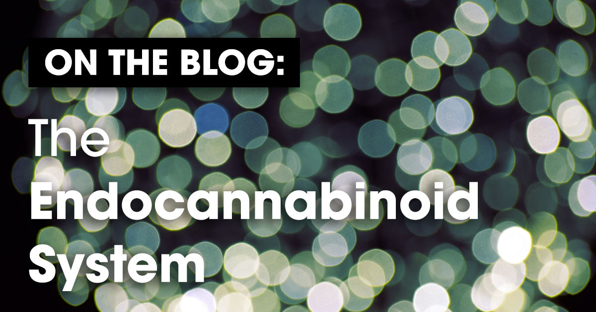 The Endocannabinoid System - District Hemp Botanicals